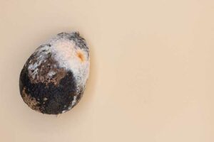 Is My Avocado Seed Dead? 6 Signs to Look For | Home Grail
